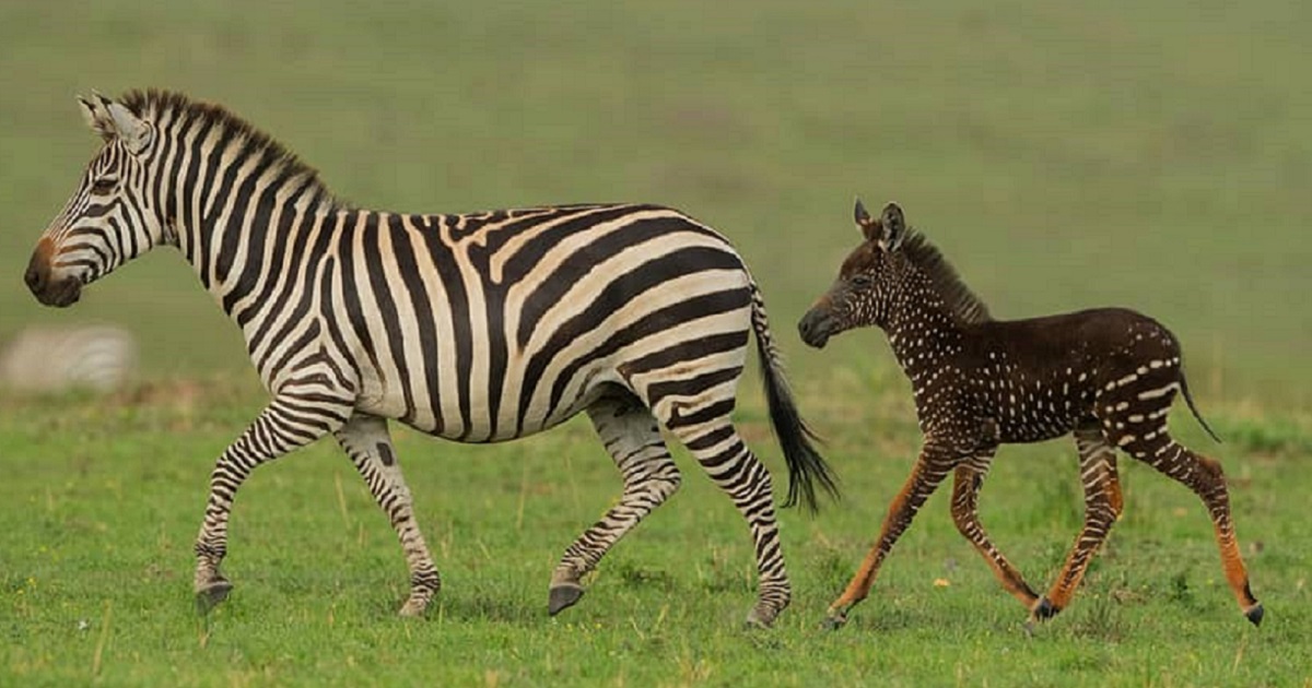 Fotograf spatřil vzácné mládě zebry, která má místo pruhů skvrny ...