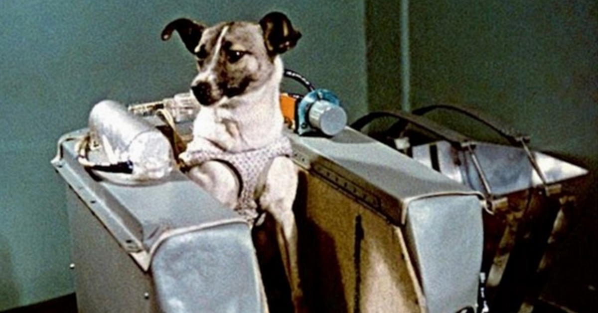 Před 65 lety se Lajka jako první živý tvor podívala do vesmíru, cestu ale nepřežila | EVROPA 2