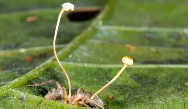 Zombie z The Last Of Us realitou? Vědci hodnotí, zda může virová houba ...