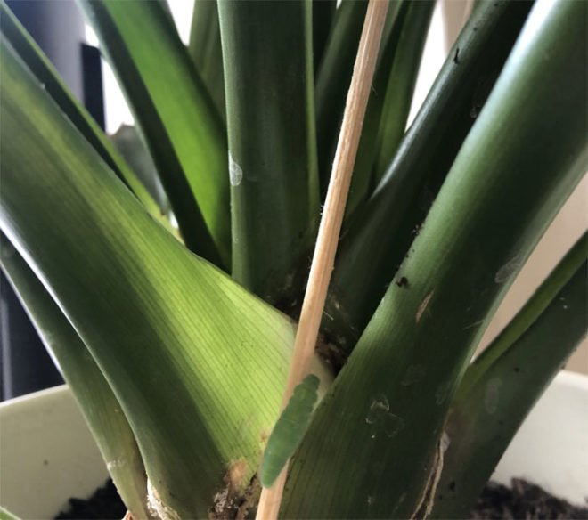 Muž našel v brokolici ze supermarketu housenky. Vychoval je jako vlastní