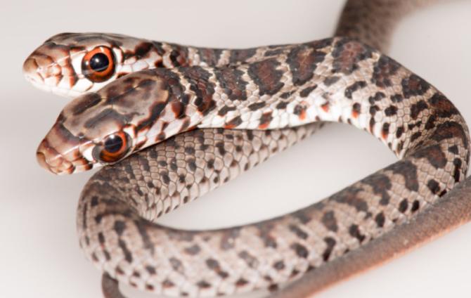 Dvouhlavý had, který má problémy při lovu: Hádají se mu hlavy