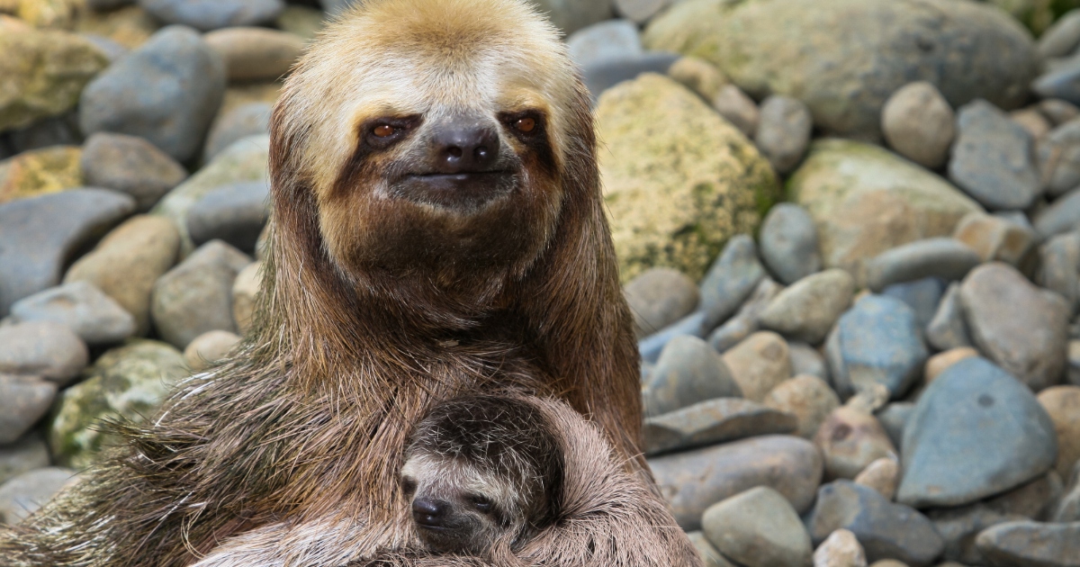 Shledání lenochodí matky a jejího mláděte po požáru dojalo celý ...