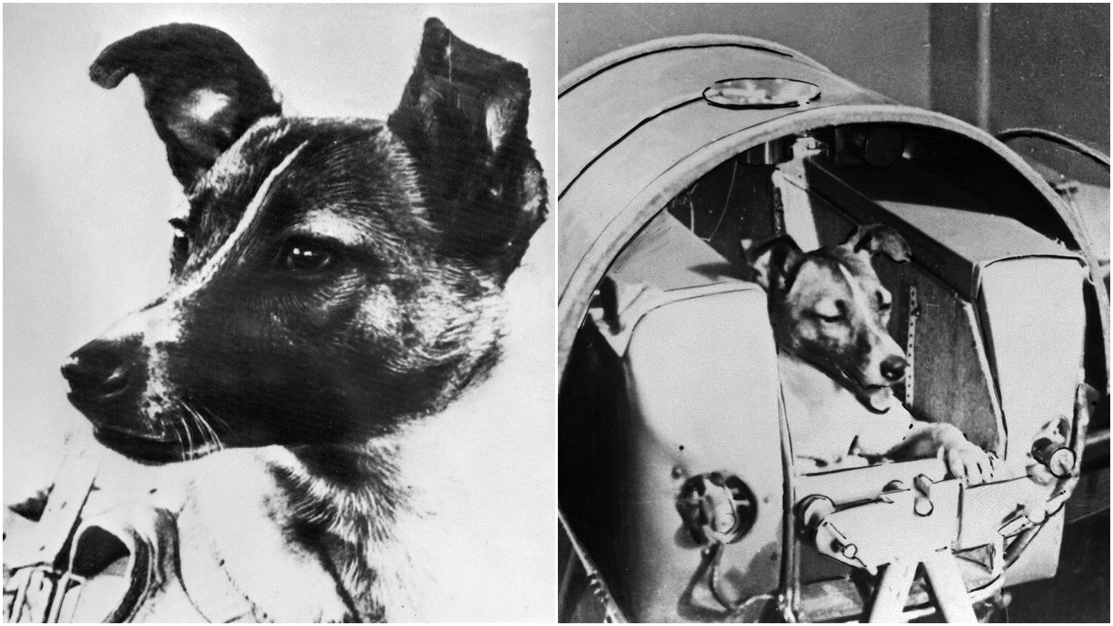 3. listopadu se zpečetil osud Lajky. Ve vesmíru nepřežila ani 24 hodin