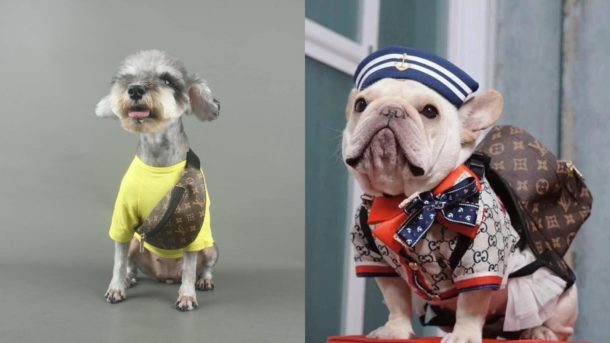 Čumáčci ve značkovém! Pejsci jako modelky pro Louis Vuitton