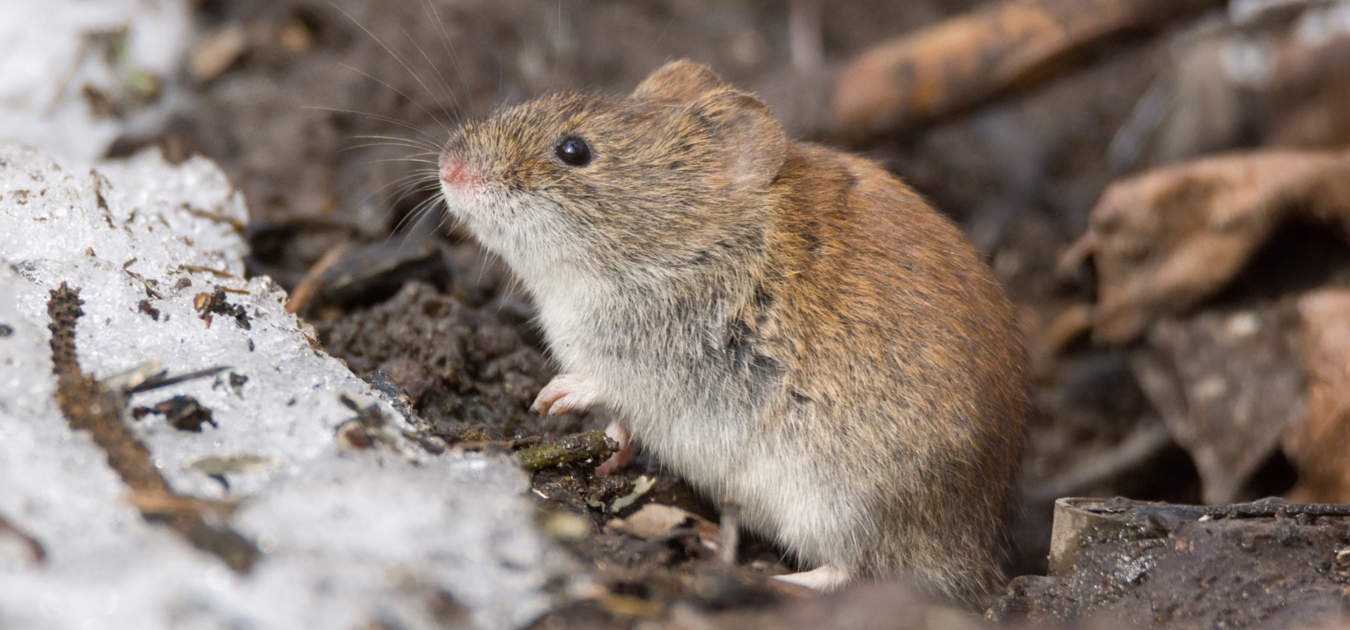 Myš uvěznila hosty panoramatické restaurace. Zvíře si pochutnalo na ...