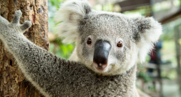 Medvídek koala se narodil bez nohy. Vyrobili mu protézu, se kterou se okamžitě sžil